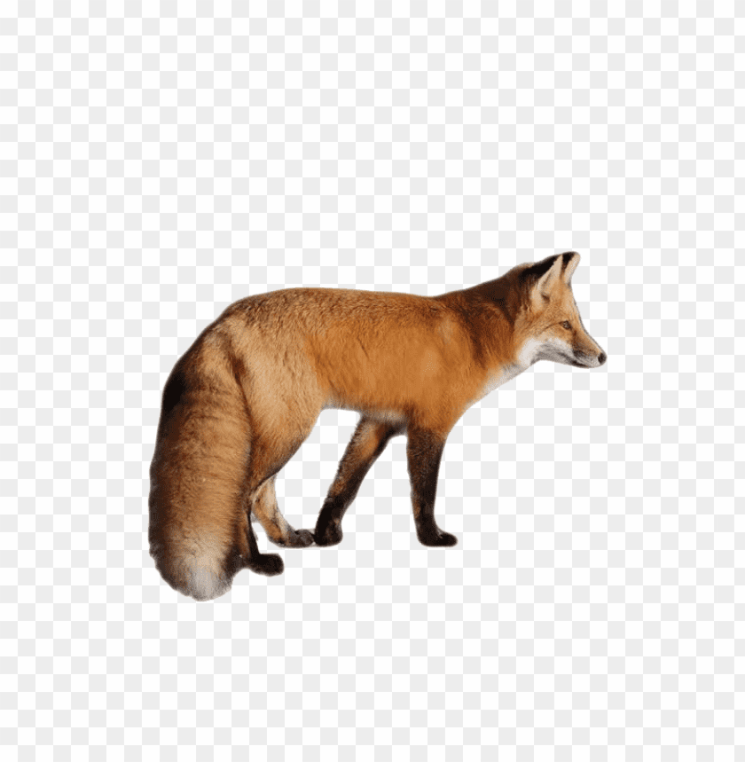 Walking Fox Png cutout PNG & clipart images | TOPpng