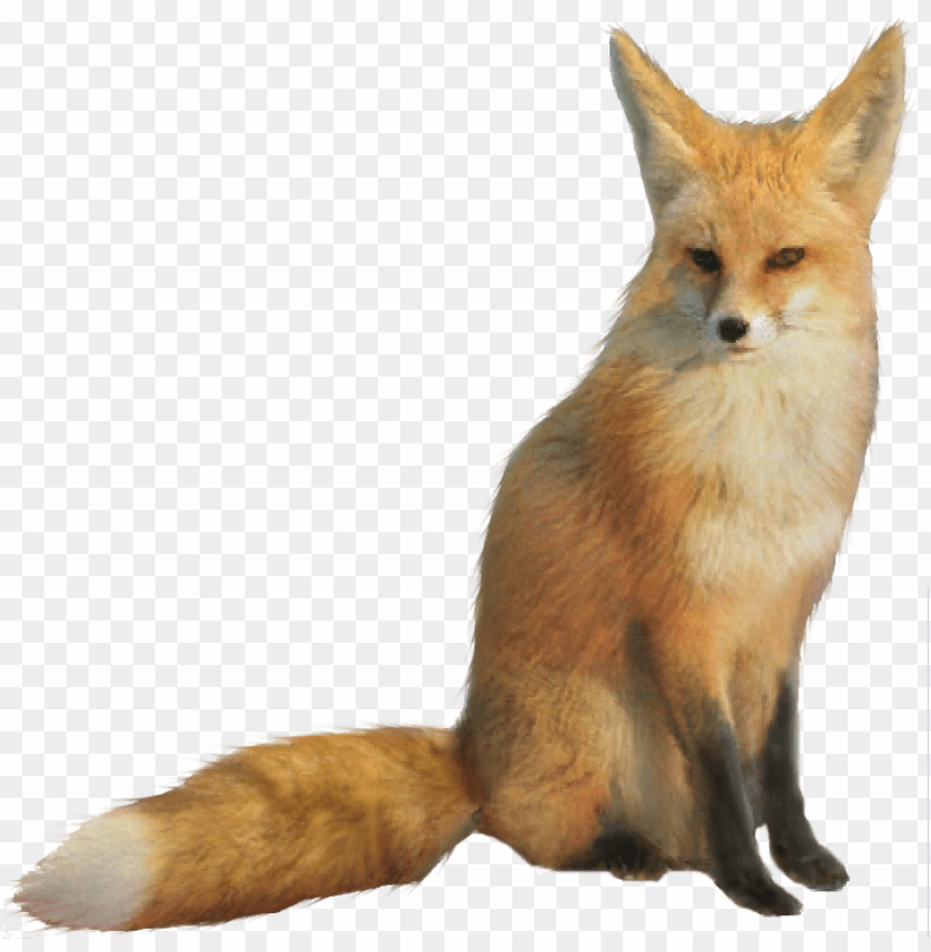 Free download | HD PNG fox sitting upright looking directly forward png ...