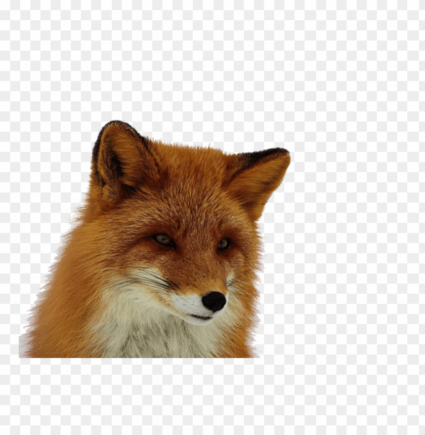 Free download | HD PNG fox close up with detailed fur and focused gaze ...