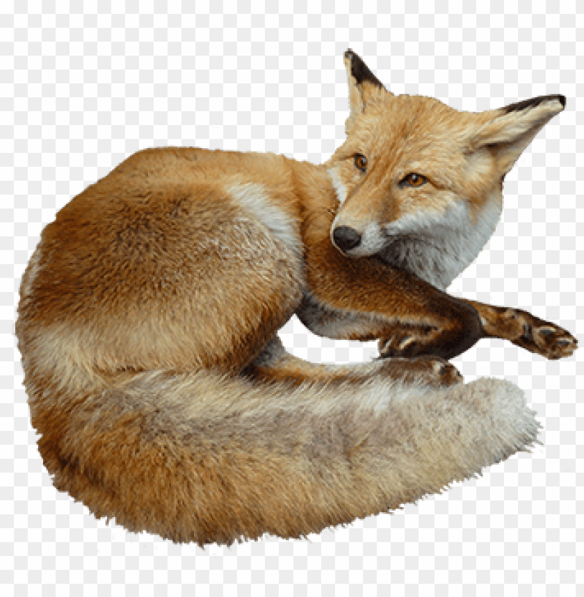 Free download | HD PNG fox sitting tail curled looking backward png ...