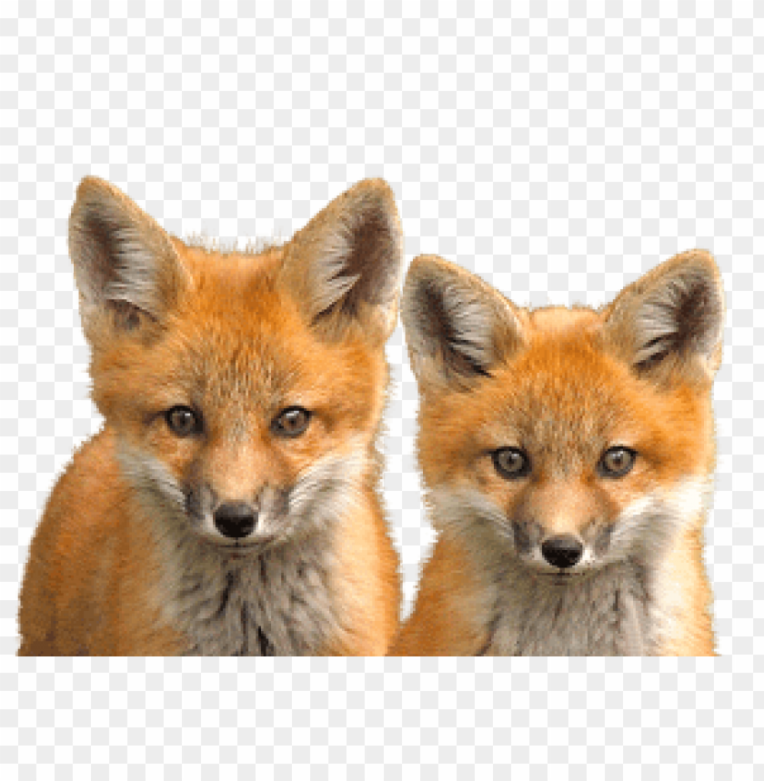 Free download | HD PNG two foxes standing side by side alert png | TOPpng