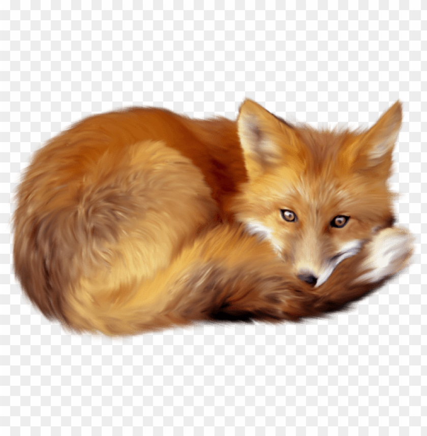 Free download | HD PNG curled up fox sleeping with reddish brown fur ...