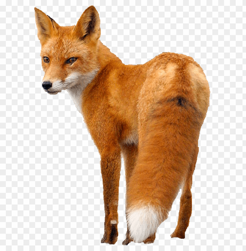 Free download | HD PNG fox standing and looking back alertly | TOPpng