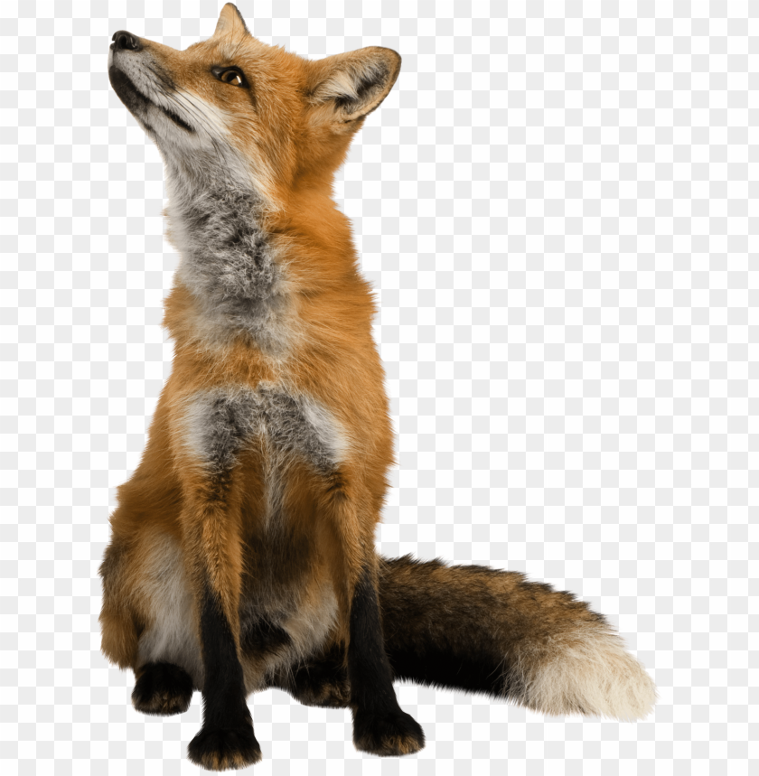 Free download | HD PNG fox sitting with upright posture and fluffy tail ...