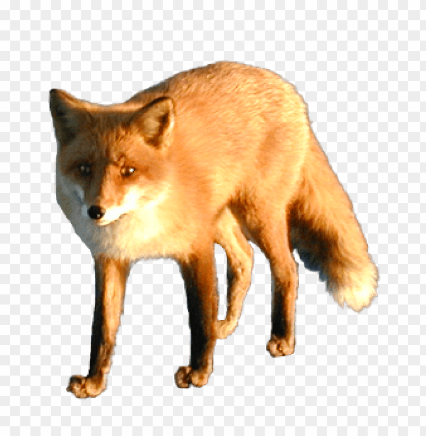 Free download | HD PNG fox standing with alert eyes and reddish brown ...
