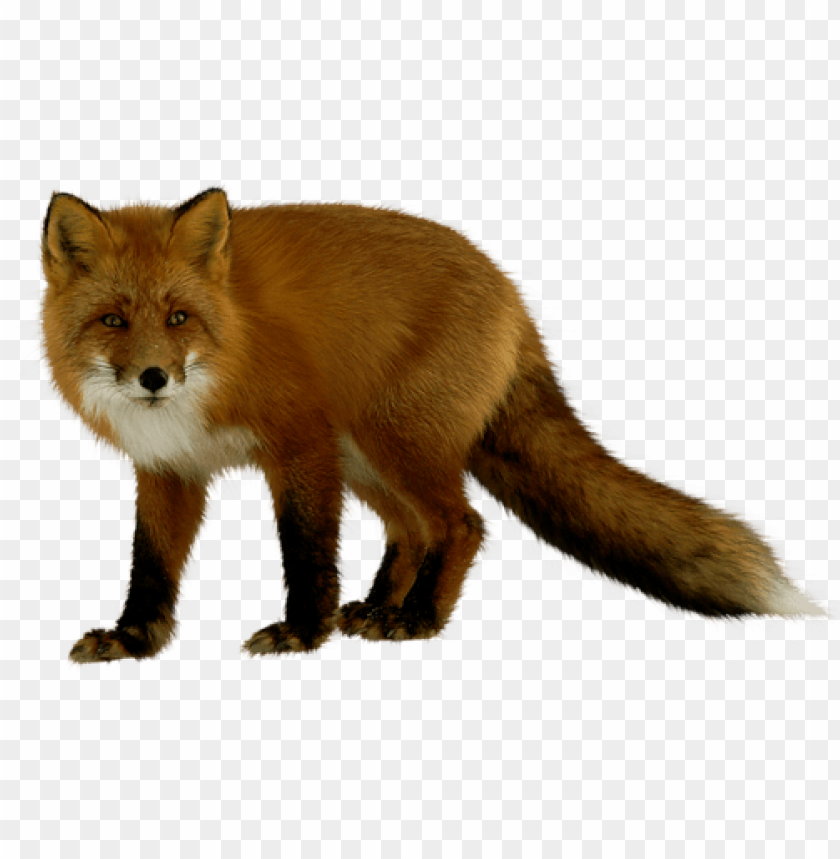 Free download | HD PNG fox png images background - Image ID 2291 | TOPpng