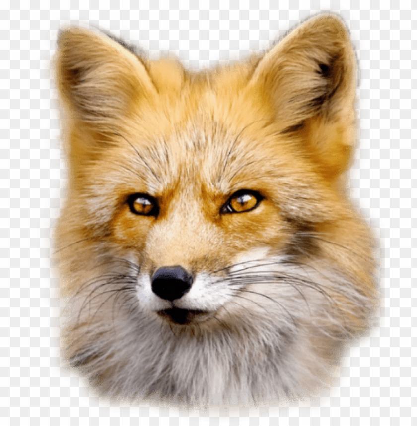 Free download | HD PNG fox png images background - Image ID 2293 | TOPpng