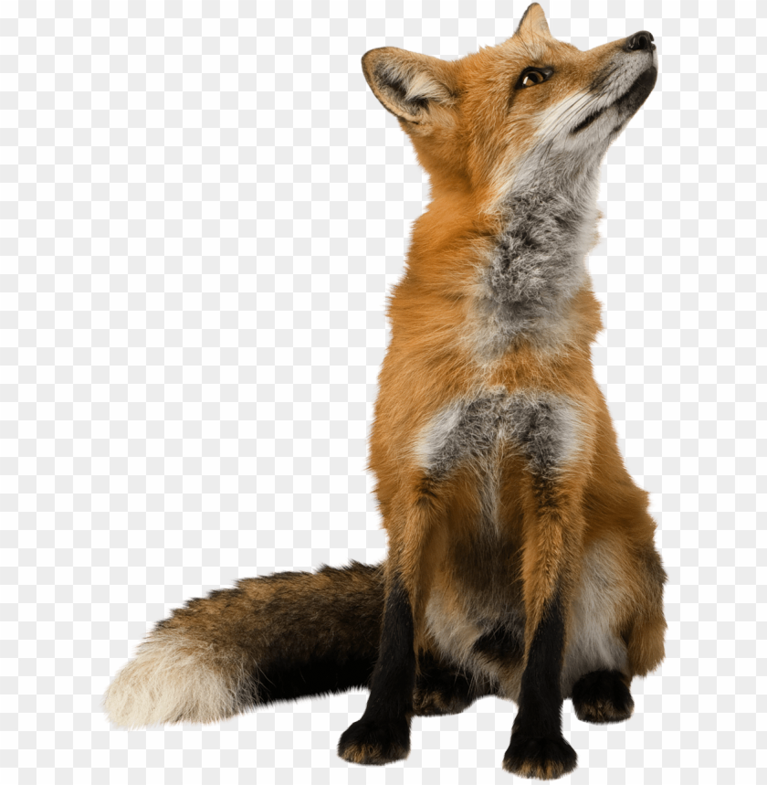 Free download | HD PNG fox | TOPpng