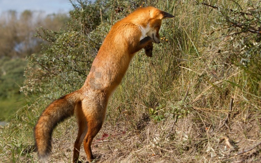 Free download | HD PNG fox grass jump shoot wallpaper background best ...