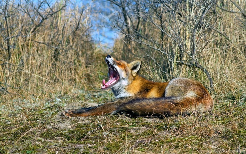 Free download | HD PNG fox grass lying screaming wallpaper background ...
