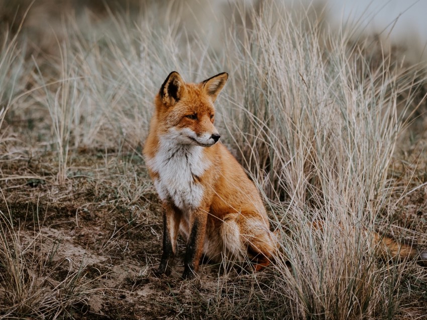 Free download | HD PNG fox grass predator sits wildlife 4k wallpaper ...