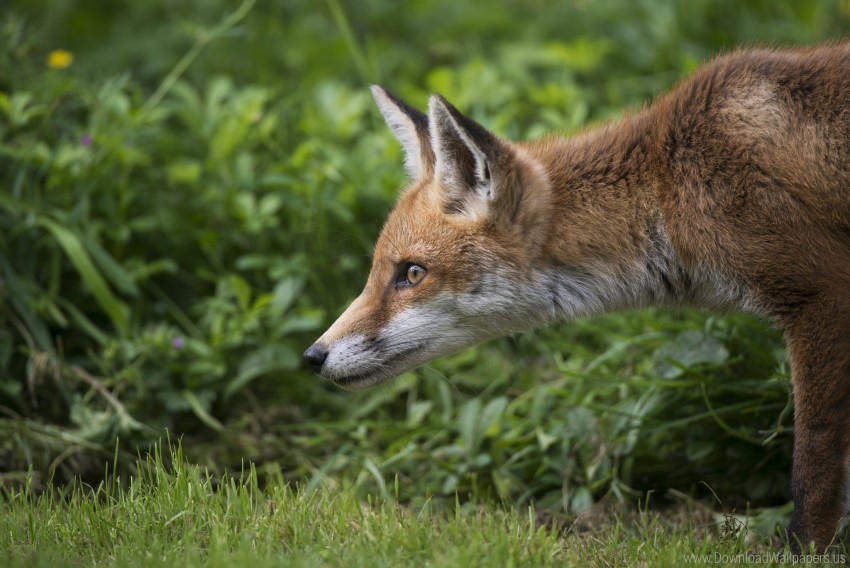 Free download | HD PNG fox grass pro wallpaper background best stock ...