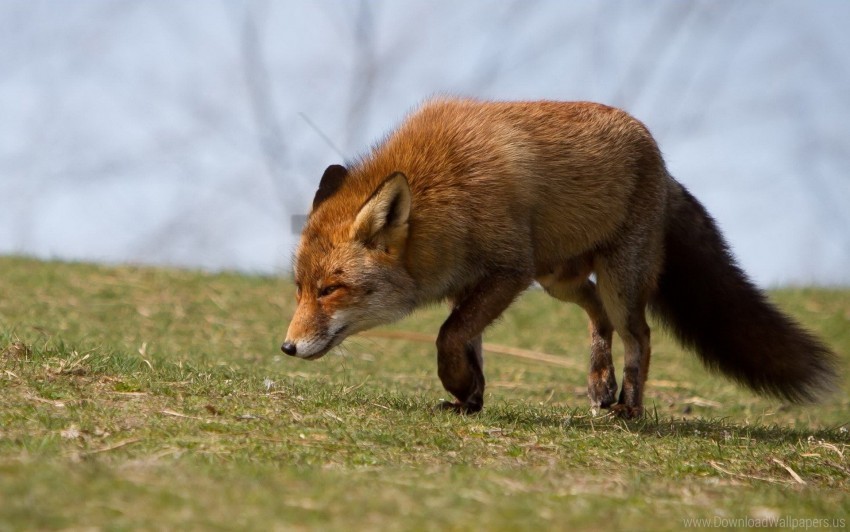 Free download | HD PNG fox grass running scared wallpaper background ...