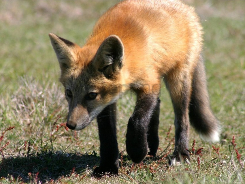 Free download | HD PNG fox grass shade walk wallpaper background best ...