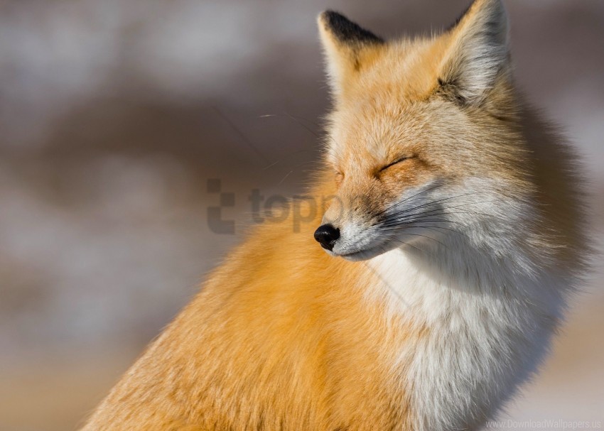 Free download | HD PNG fox look muzzle wallpaper background best stock ...