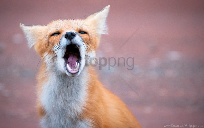Free download | HD PNG fox open mouth predator teeth wallpaper ...