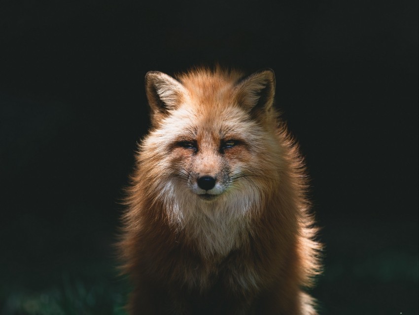 Free download | HD PNG fox red glance animal predator 4k wallpaper | TOPpng