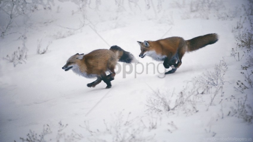 Free download | HD PNG foxes slope snow speed trees winter wallpaper ...