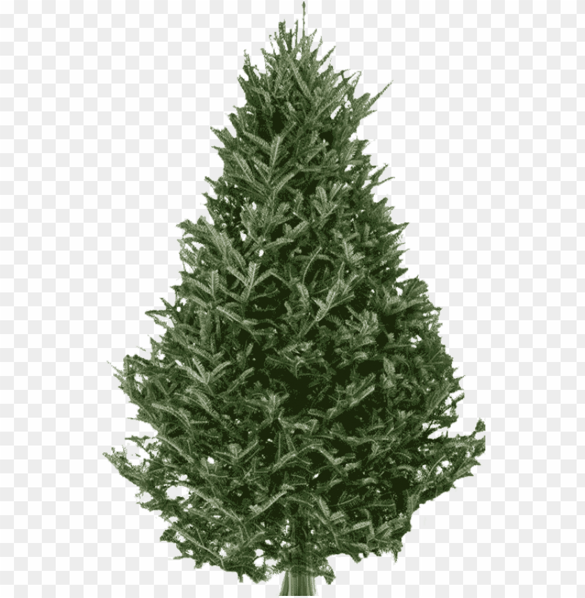 Free download | HD PNG fraser fir christmas tree real fraser fir ...