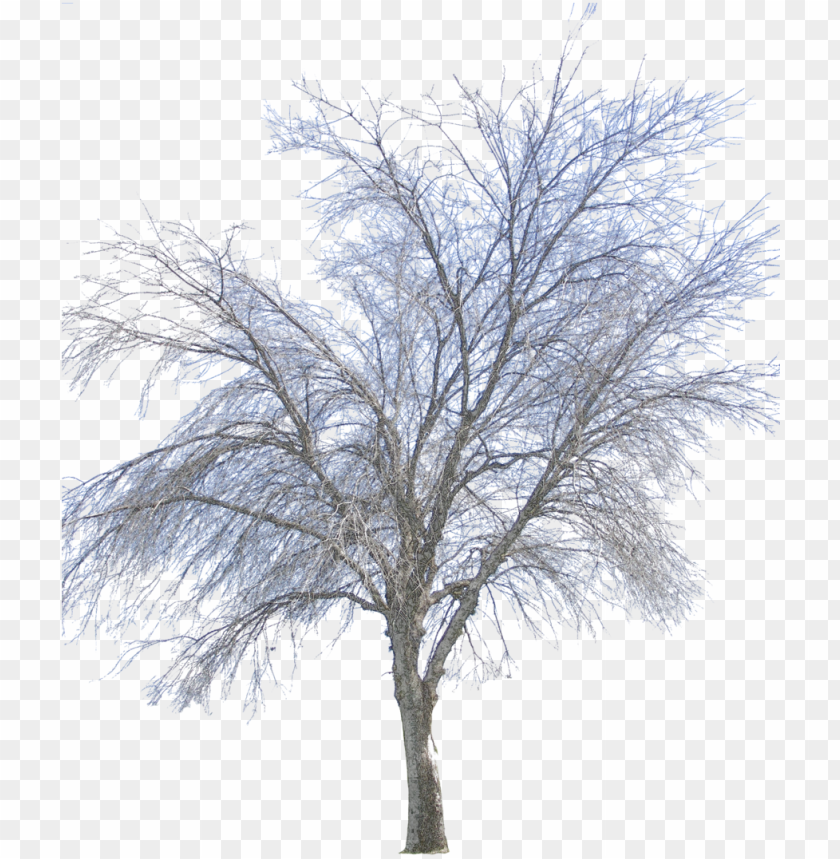 Free download | HD PNG winter tree PNG transparent with Clear ...