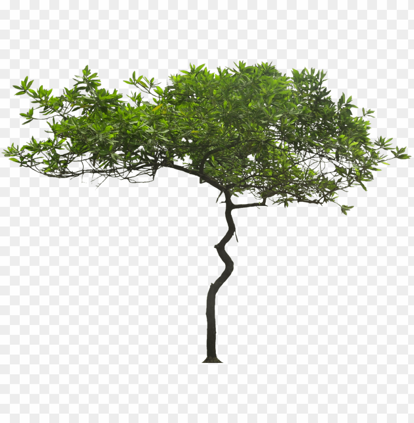 Free download | HD PNG free pictures of ornamental tropical subtropical ...