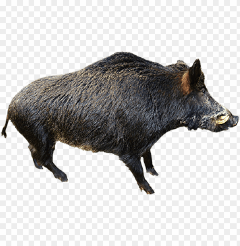Free download | HD PNG free png boar png images transparent wild boar ...
