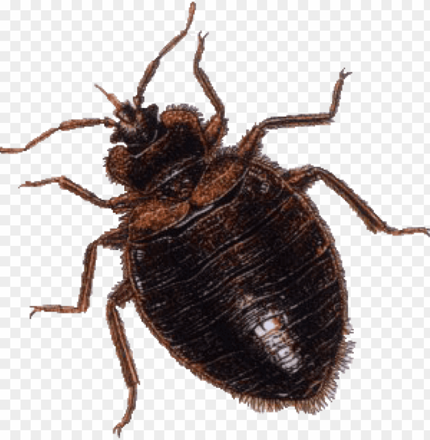 Free download | HD PNG free png download brown bug png images ...