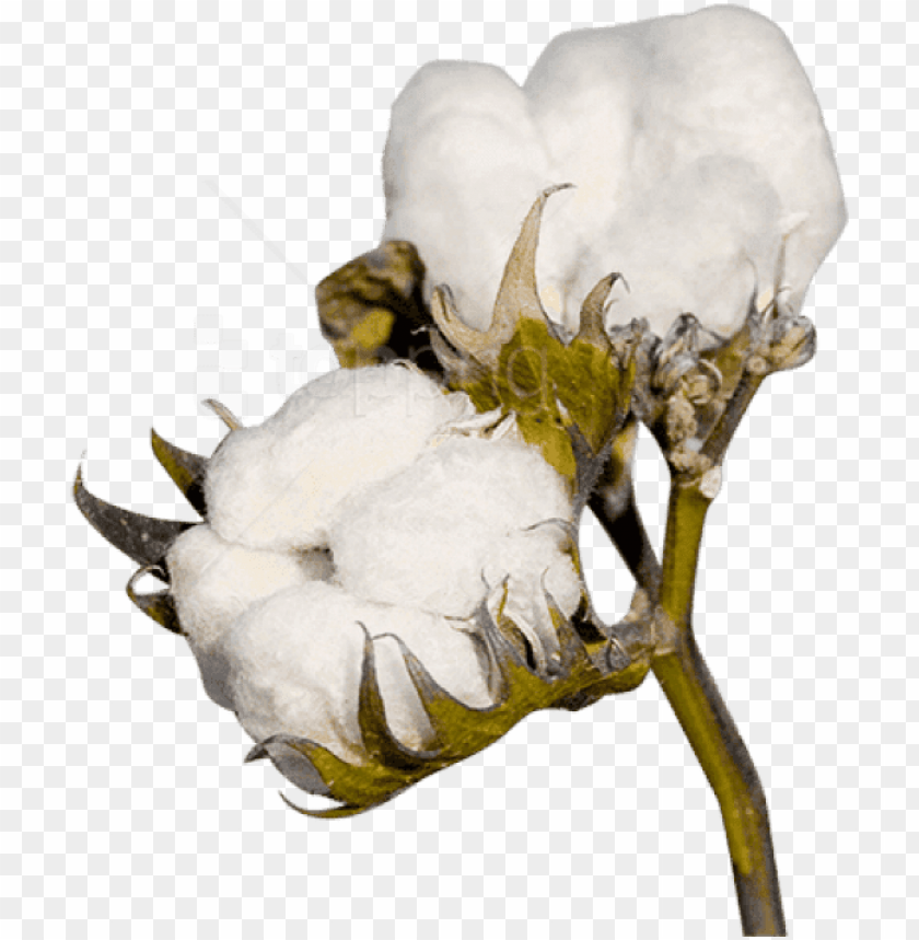 Free download | HD PNG free png download cotton plant clipart png photo ...