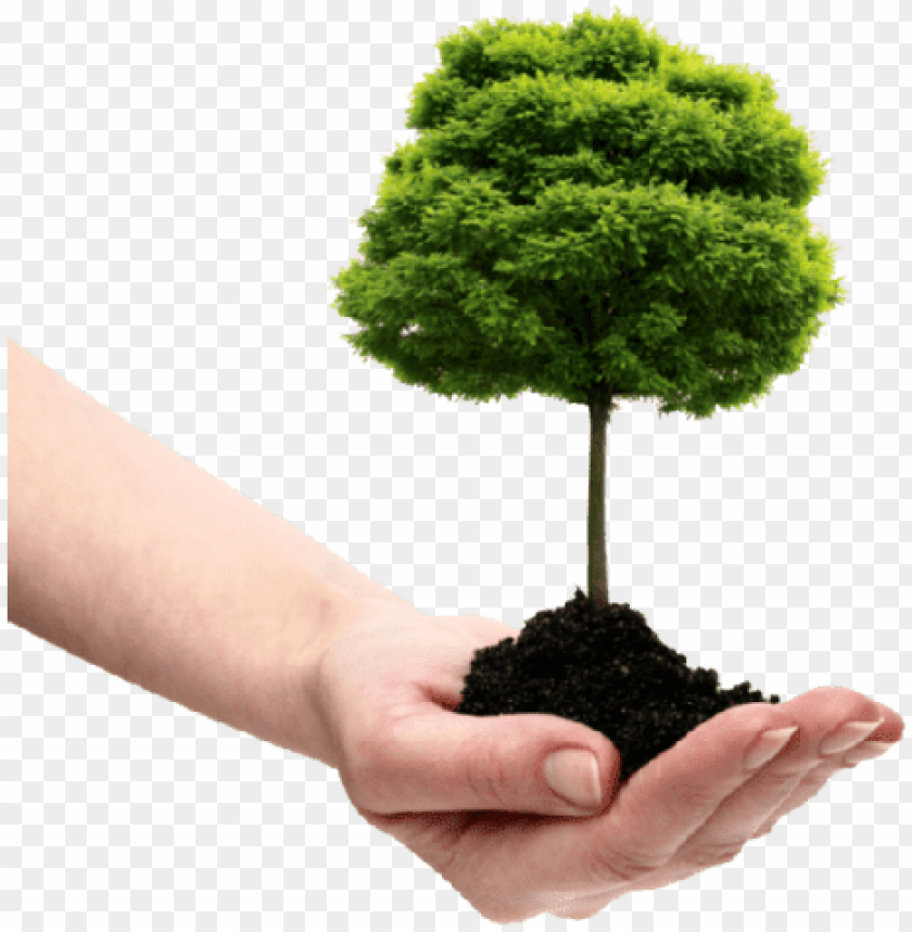 Free download | HD PNG free png save tree png images transparent plant ...