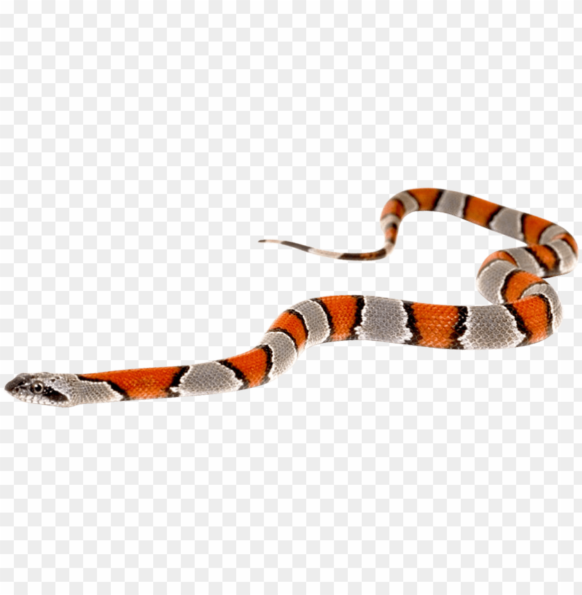 Free download | HD PNG free png snake png images transparent snake with ...