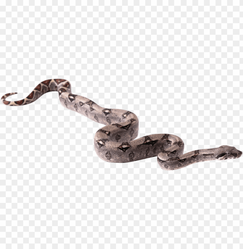 Free download | HD PNG free png snake png pics png images transparent ...