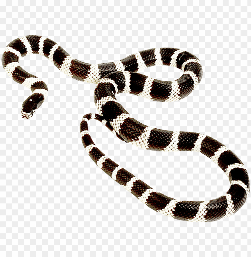 Free download | HD PNG free png snake png png images transparent snake ...