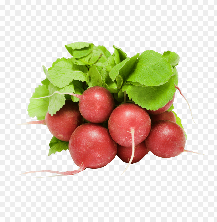 Free download | HD PNG fresh radish PNG images with transparent ...