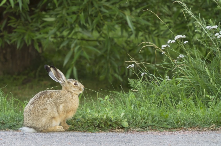 Free download | HD PNG fright grass hare rabbit wallpaper background ...