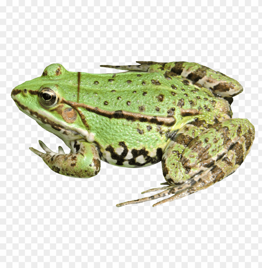 Free download | HD PNG green and brown spotted frog sitting with folded ...