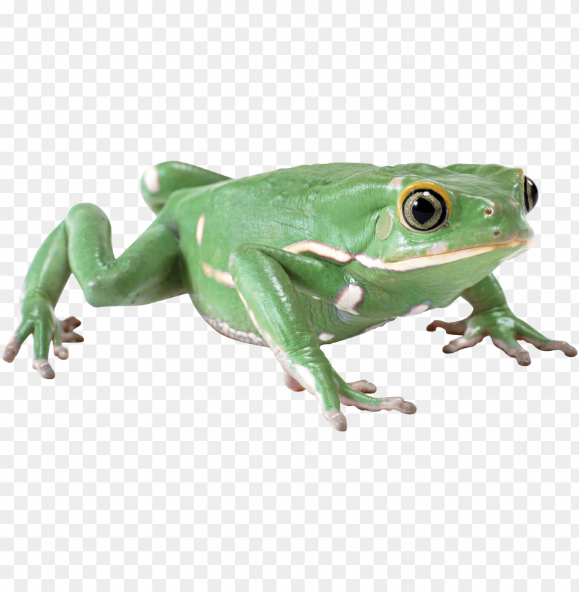 Free download | HD PNG bright green frog standing tall with big eyes ...