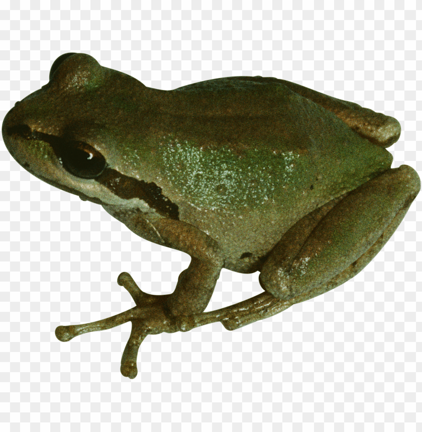 Free download | HD PNG dark green frog with smooth skin crouched down ...