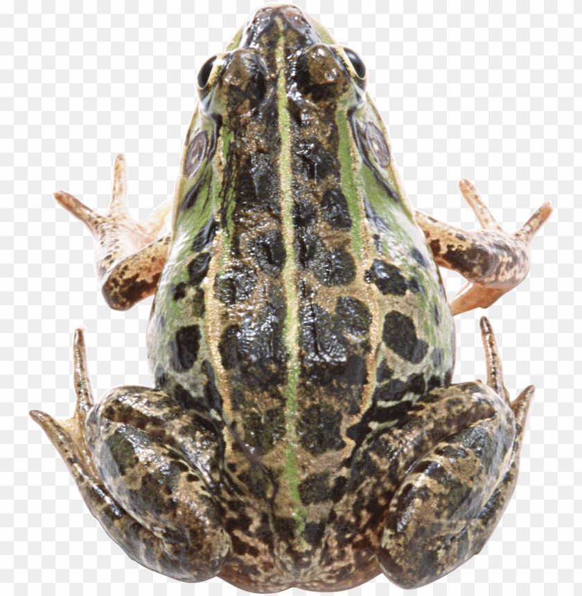 Free download | HD PNG brown frog sitting with speckled skin top view ...