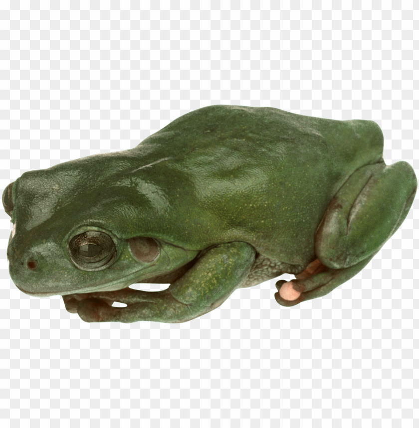 Free download | HD PNG dark green frog sitting with large body and ...