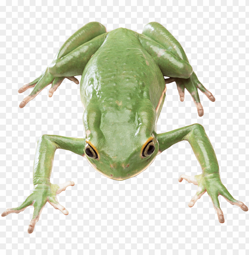 Free download | HD PNG light green frog sitting with extended legs and ...