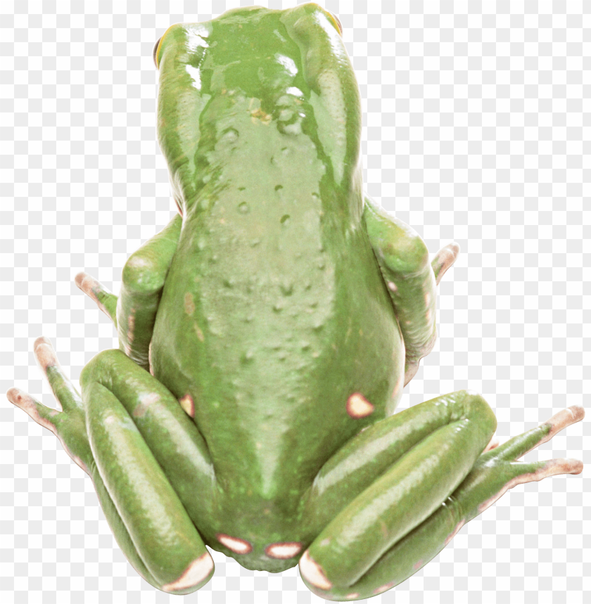 Free download | HD PNG green frog sitting upright with white spots on ...