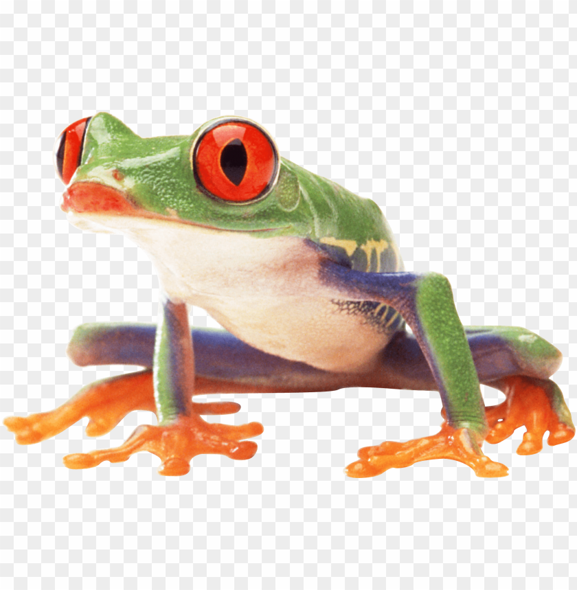 Free download | HD PNG colorful tree frog with red eyes and orange feet ...