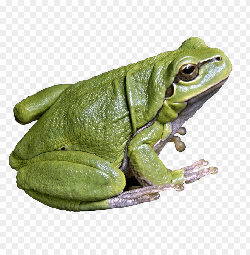 Free download | HD PNG frog | TOPpng