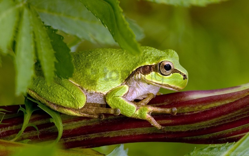 Free download | HD PNG frog grass herbs wallpaper background best stock ...