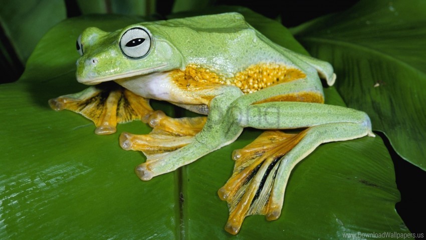 Free download | HD PNG frog grass leaves wallpaper background best ...