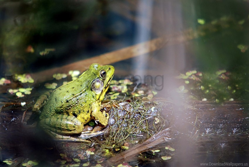 Free download | HD PNG frog grass light wallpaper background best stock ...