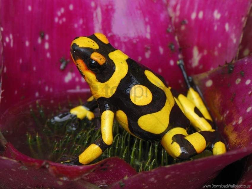 Free download | HD PNG frog grass petals spotted wallpaper background ...
