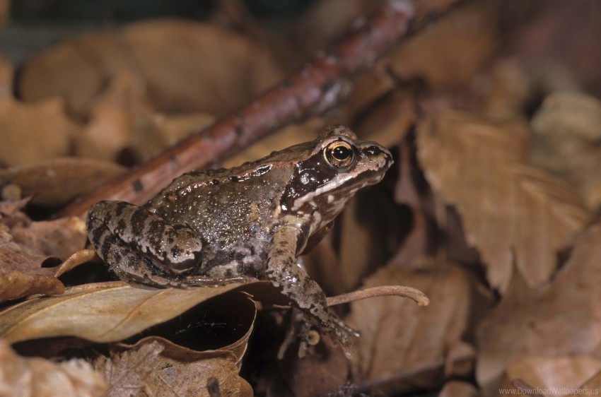 Free download | HD PNG frog leaves toad wallpaper background best stock ...