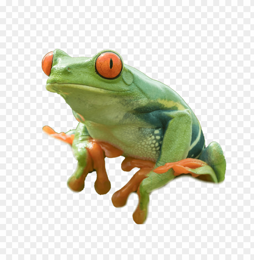 Free download | HD PNG frog png pic | TOPpng