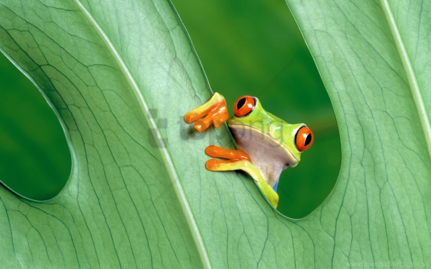 Free download | HD PNG frog wallpaper background best stock photos ...